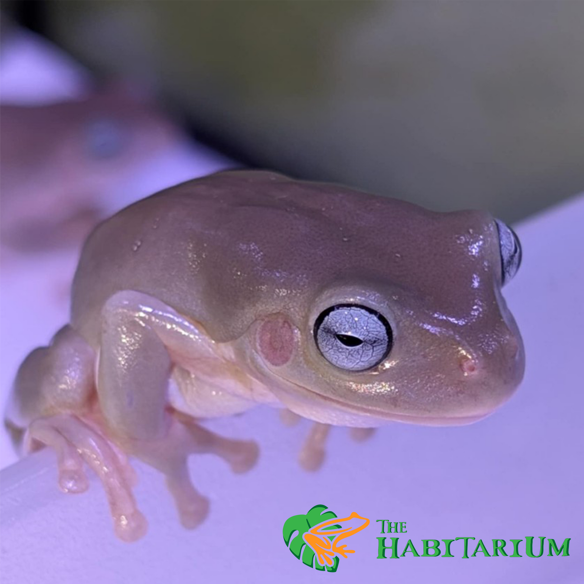 purple dumpy tree frog